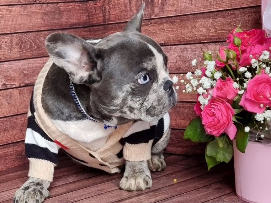 Французский бульдог щенки