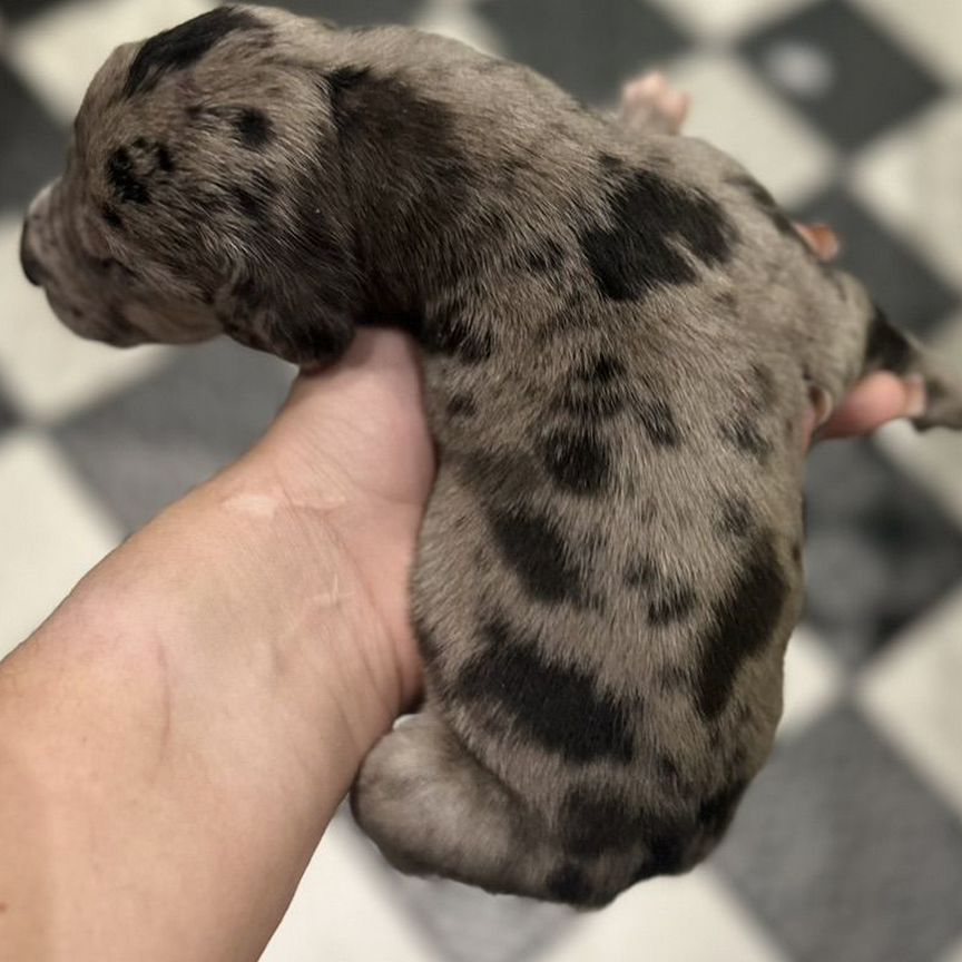 Немецкий дог