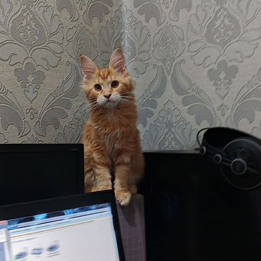 Мейн-кун котёнок