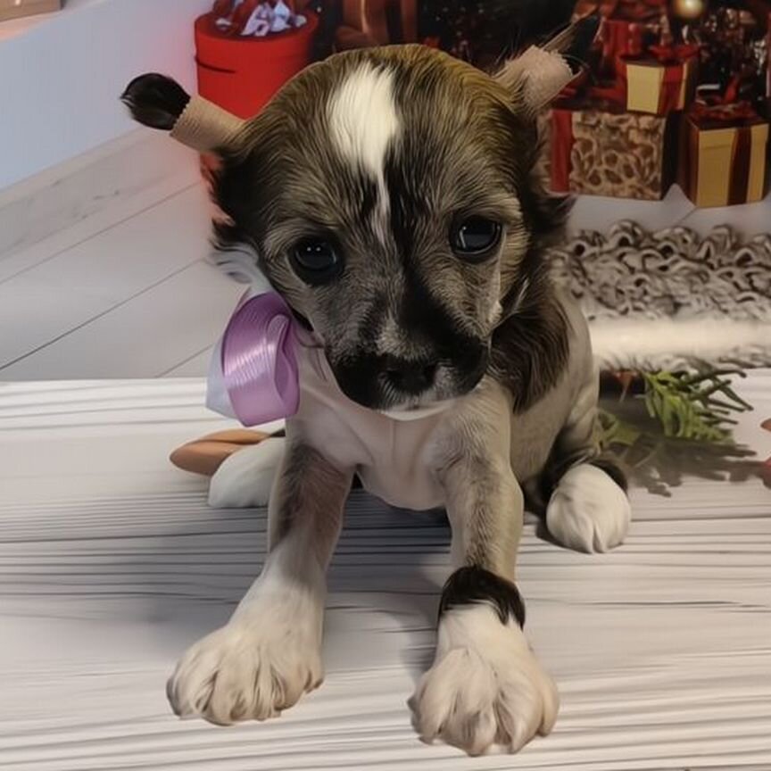 Китайская хохлатая, щенок