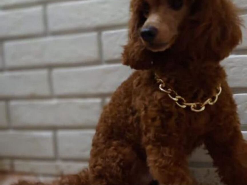 Той-пудель красавец