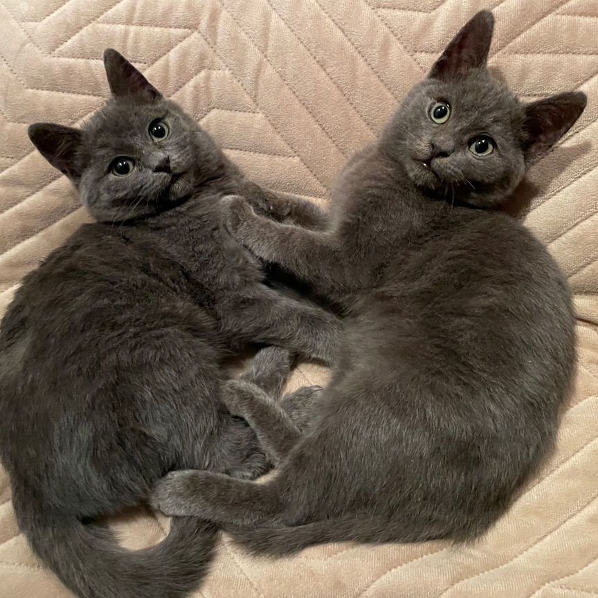 Отдаем в добрые руки