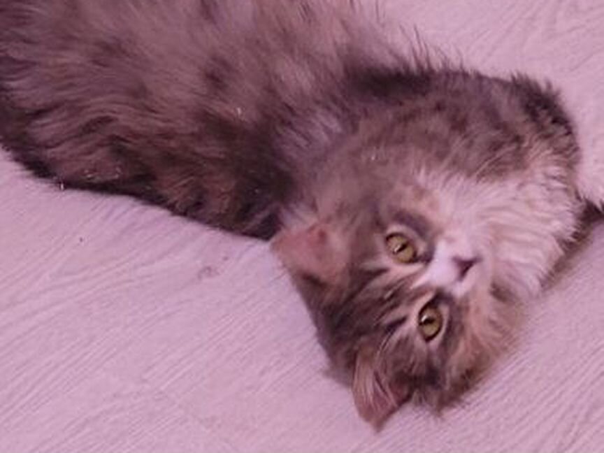 Котенок мальчик