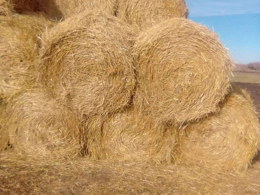 Ячменная солома.Доставка есть