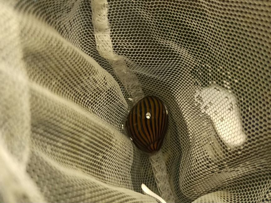 Улитки зебры