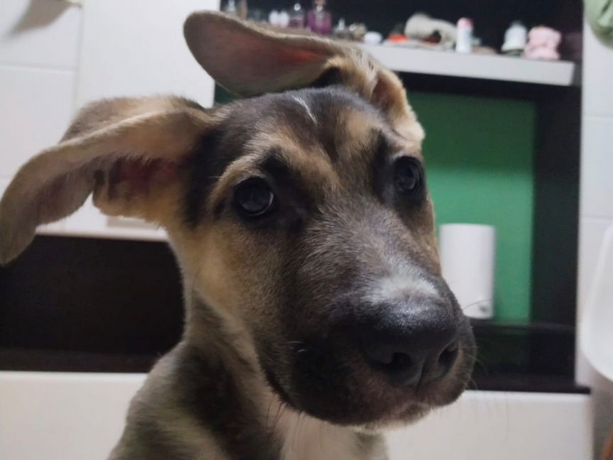 Сладкий щенок в лучшие руки