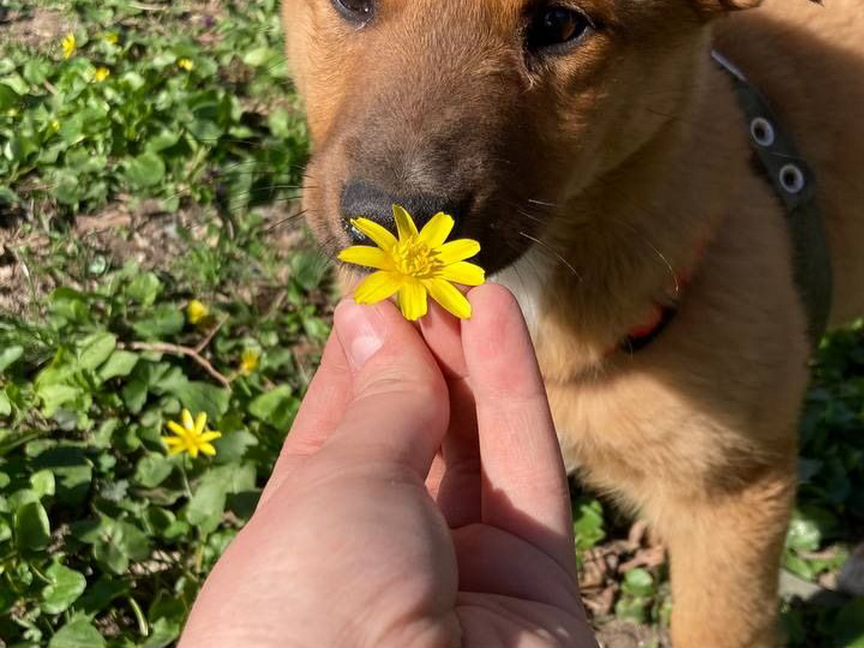 Собачка в добрые руки
