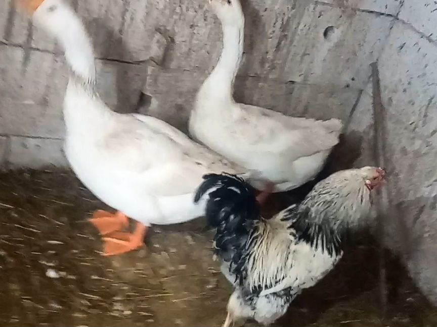 Продаю (меняю) гуся