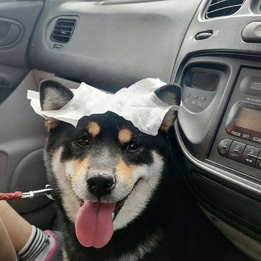 Сиба-ину, взрослая собака