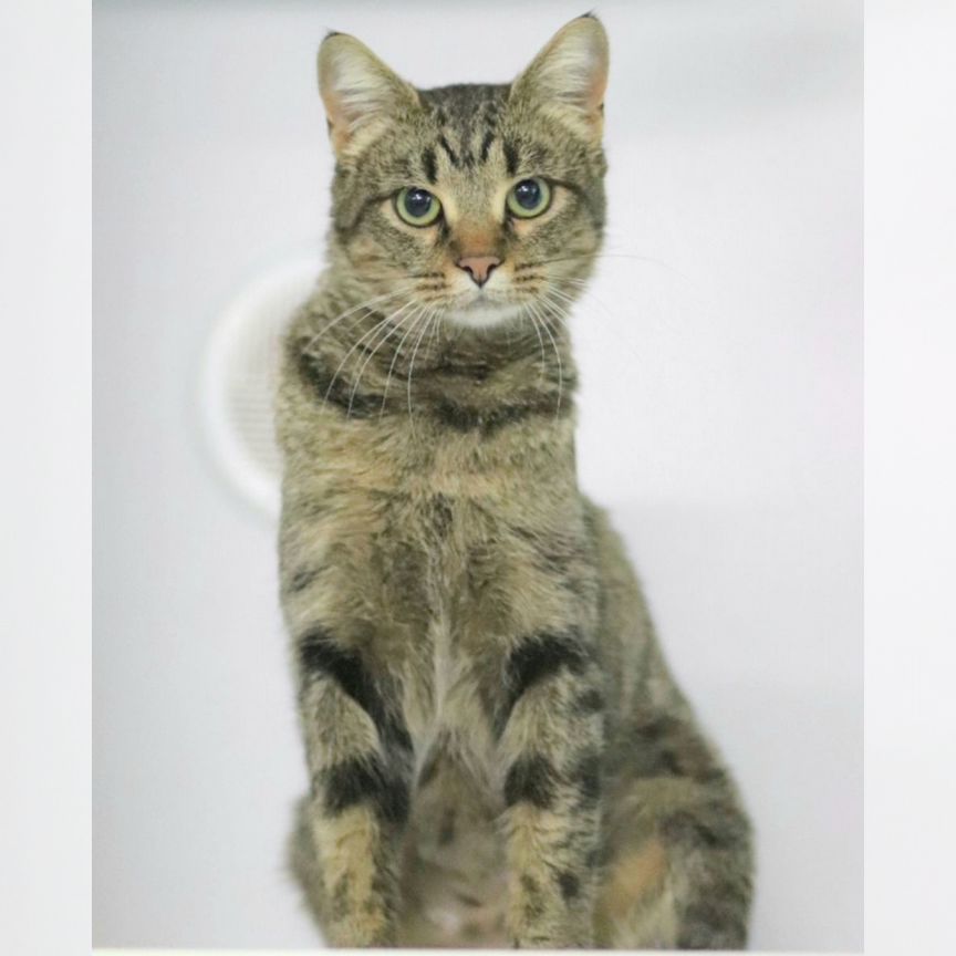 Взрослая кошка в добрые руки