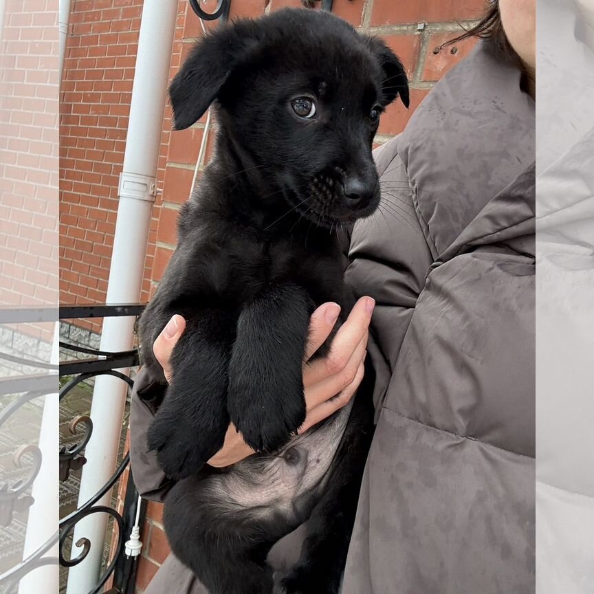 Щенок в добрые руки