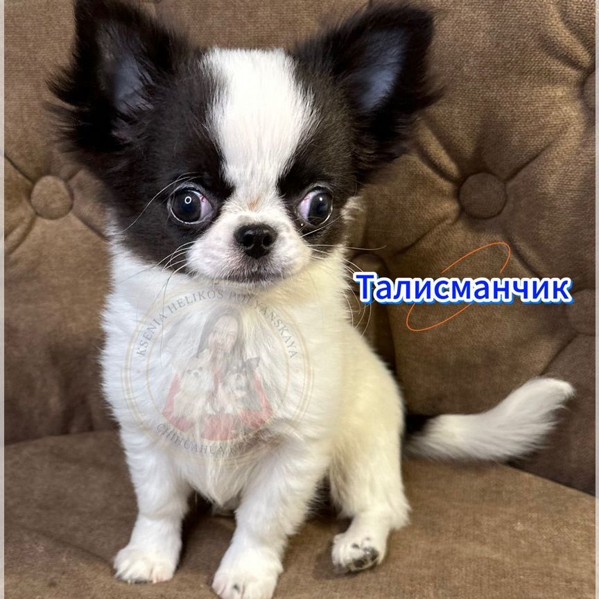 Чихуахуа, щенок