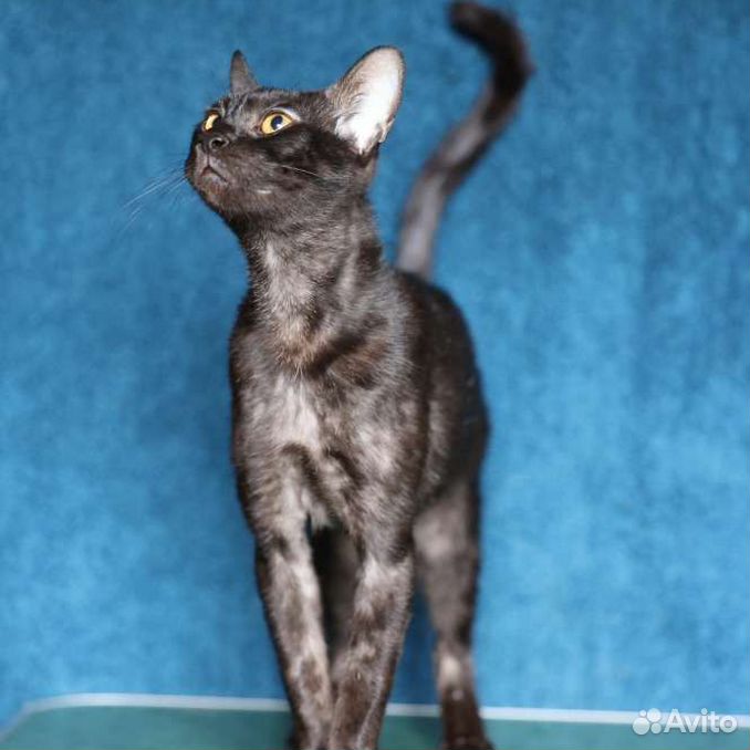 Кошка чаузи