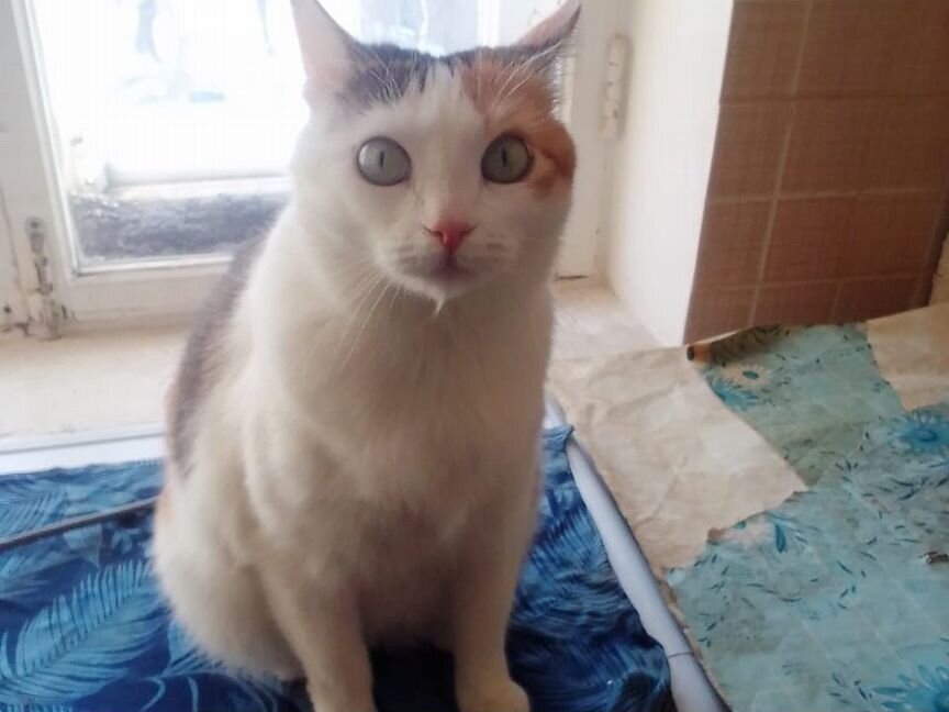 Кошка в добрые руки