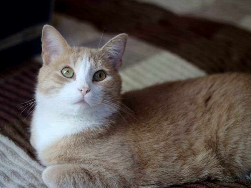Кот Персик, год не может найти дом