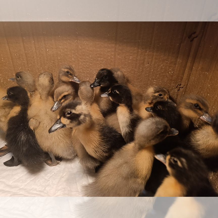 Утята Голубой фаворит и Черная белогрудая