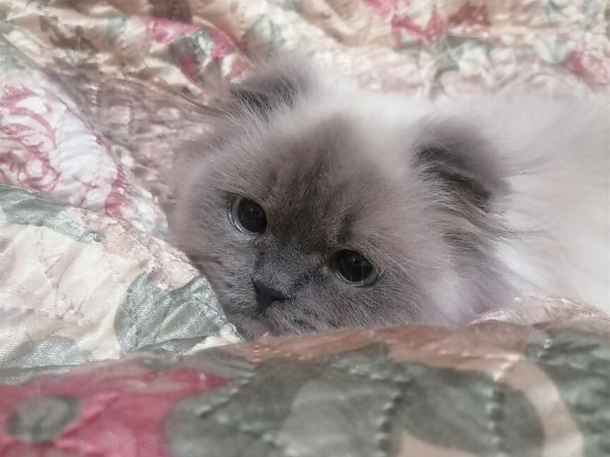 Мой мальчик потерялся