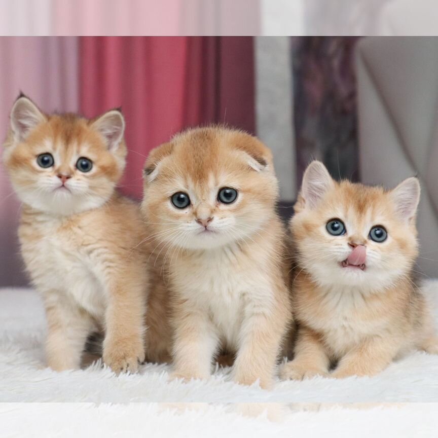 Шотландский прямоухий короткошёрстный котёнок