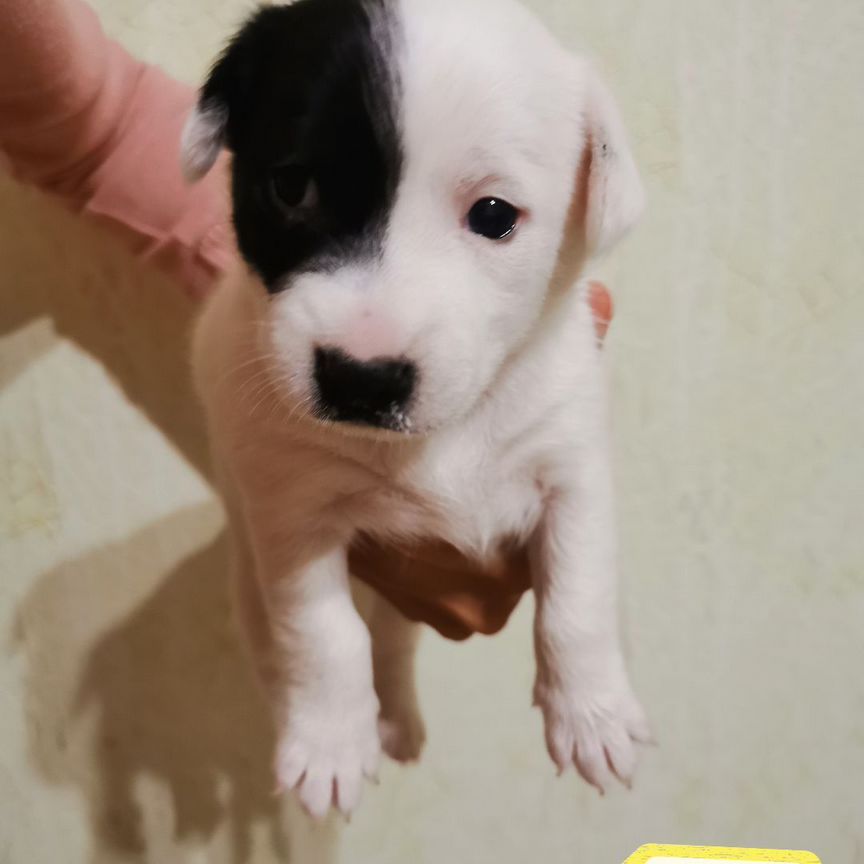 Щенки джек рассел терьер