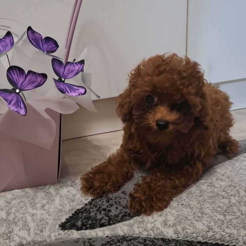 Той-пудель, щенок