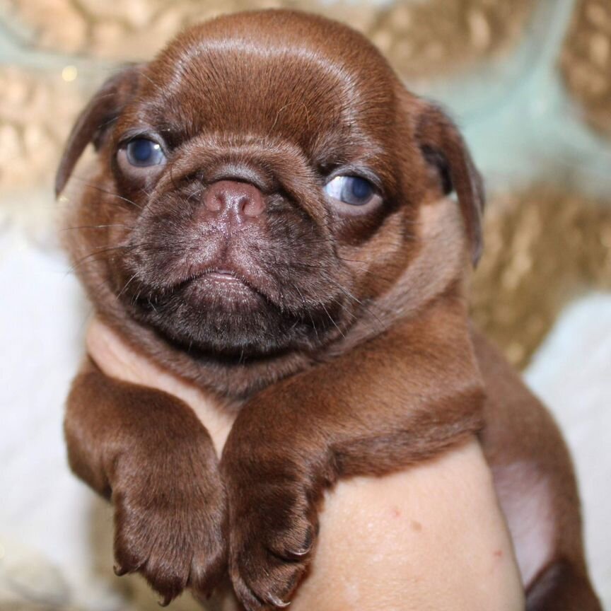 Пти-брабансон, щенок