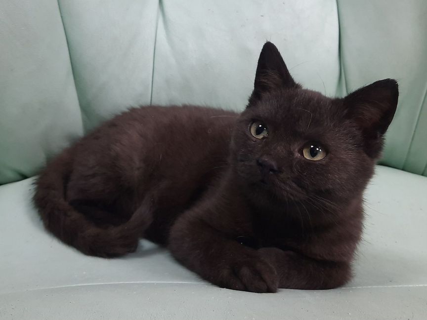 Русская голубая