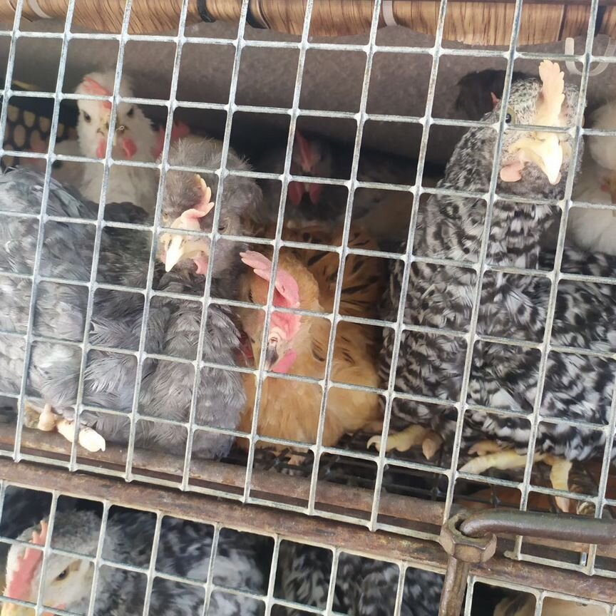 Куры молодки несушки