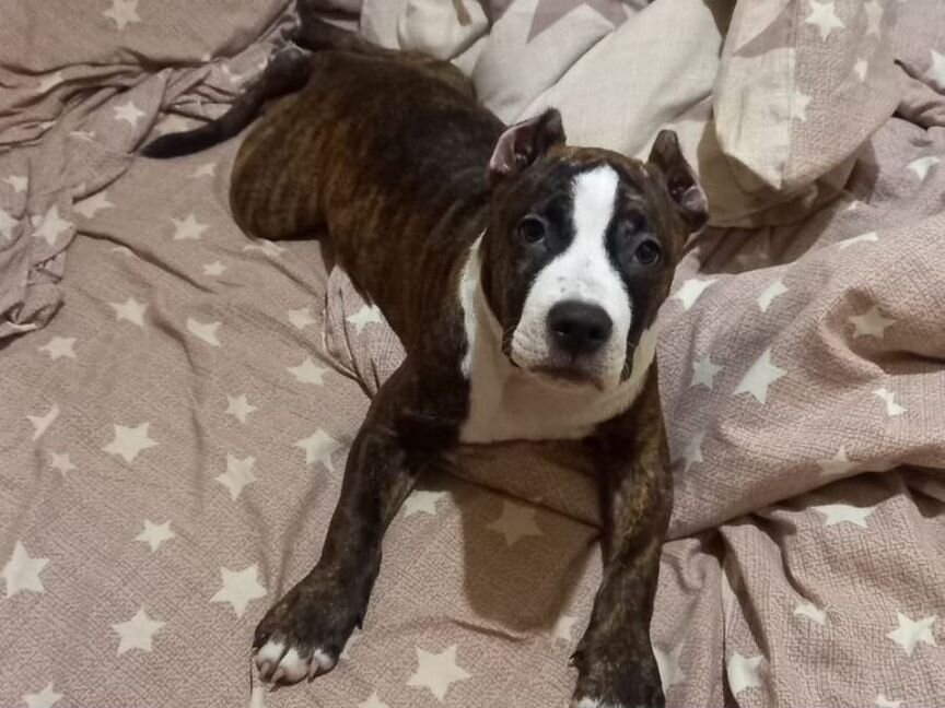 Домашние животные бесплатно собаки