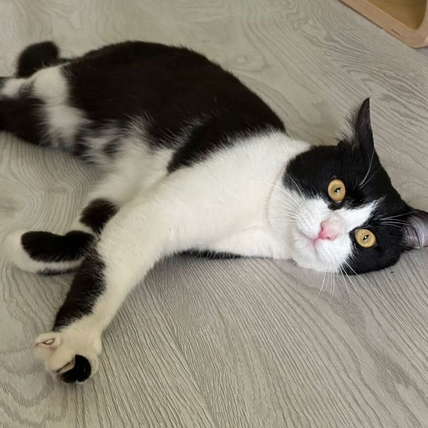 Кот