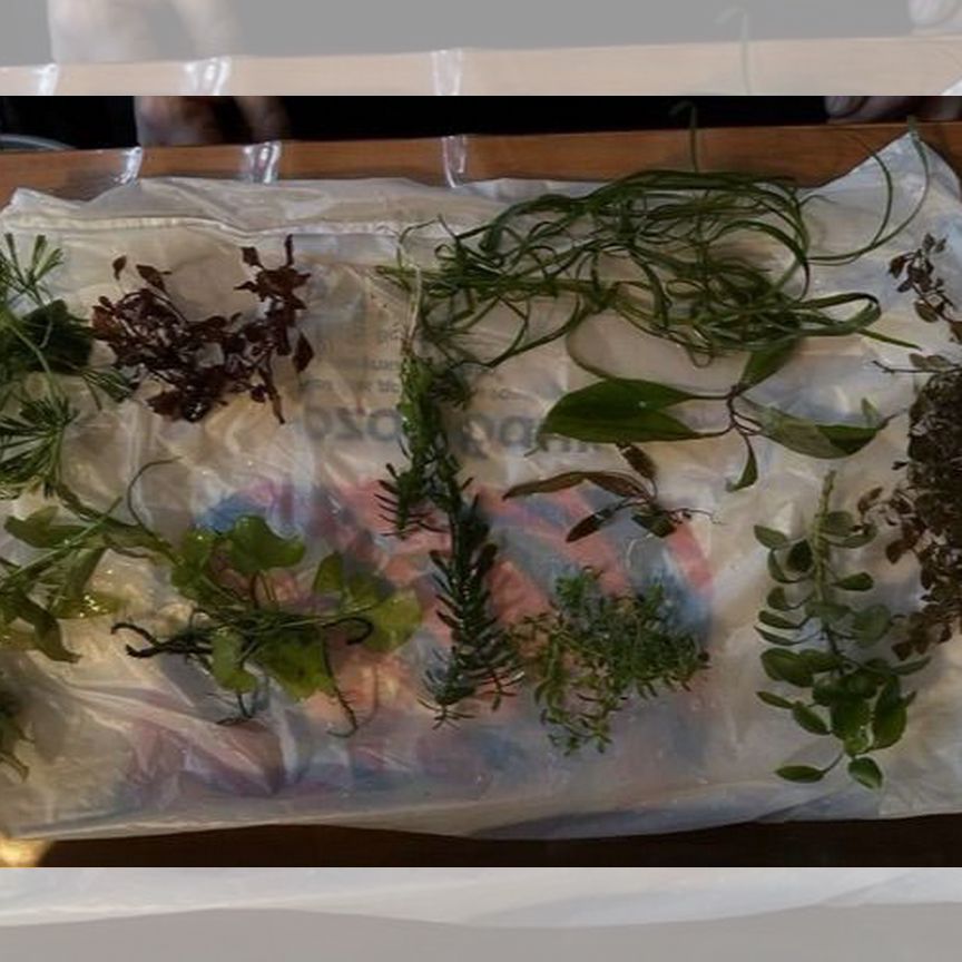 Аквариумное растение, прополка, набор