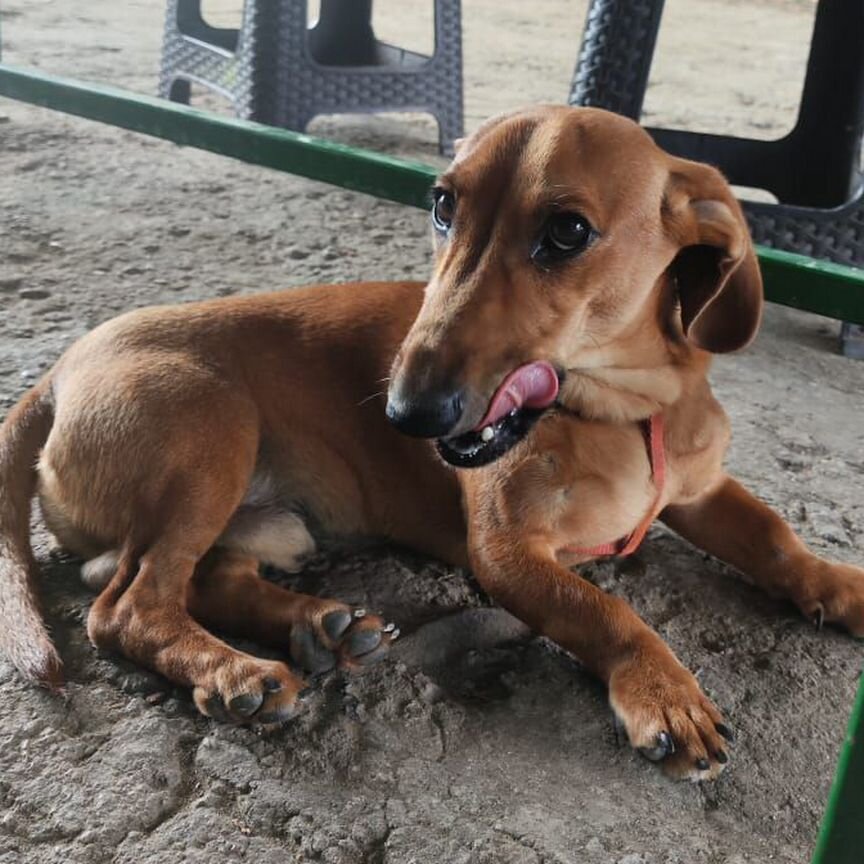 Такса, взрослый пёс