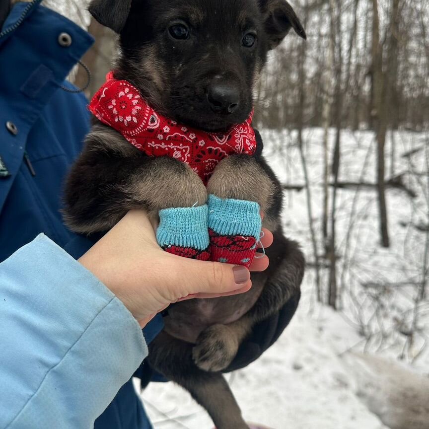 Щенок дружочек