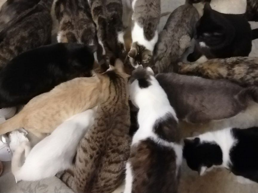 Хвостики просят помочь добрых людей