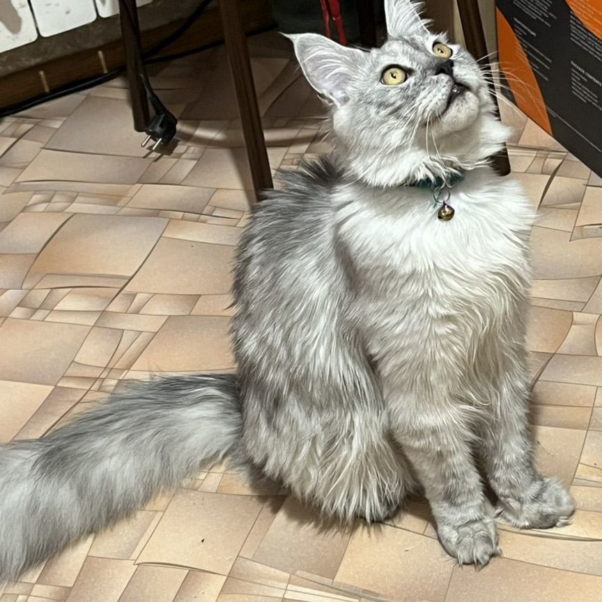 Мейн-кун, взрослый кот