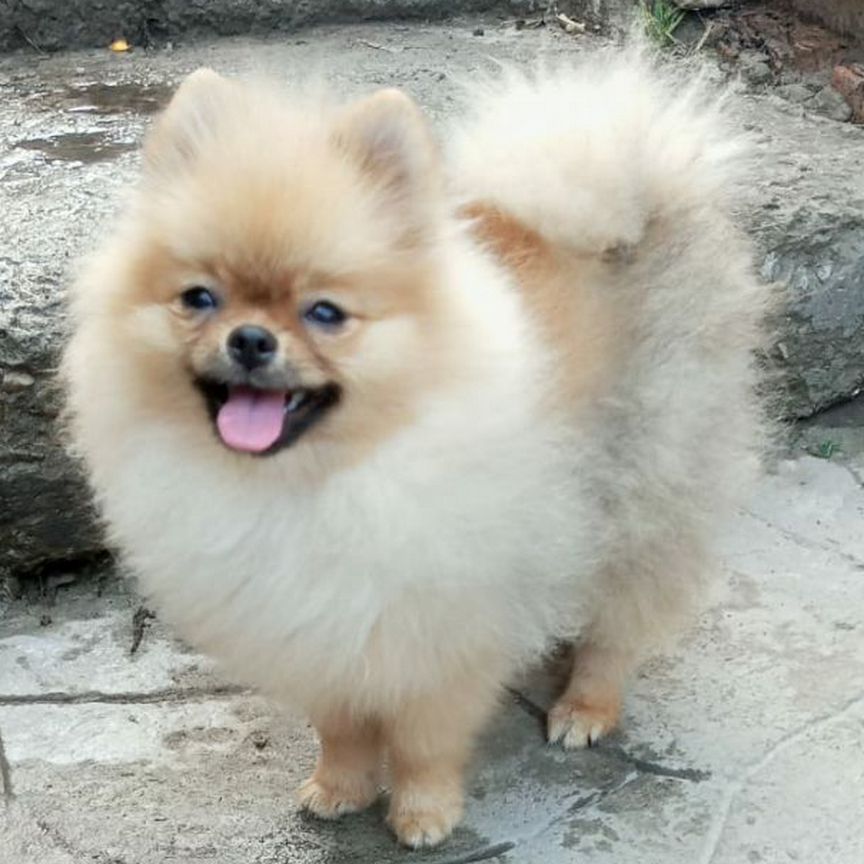 Продается девочка шпиц