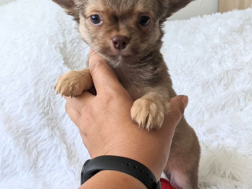 Милаш мальчик чихуахуа