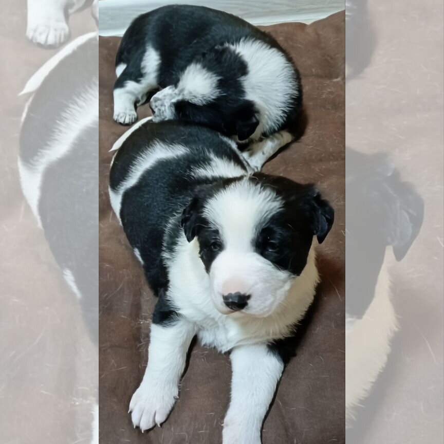 Щенок в добрые руки