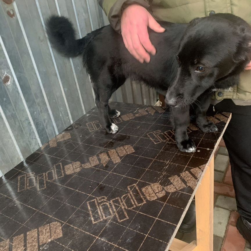 Собачка в добрые руки