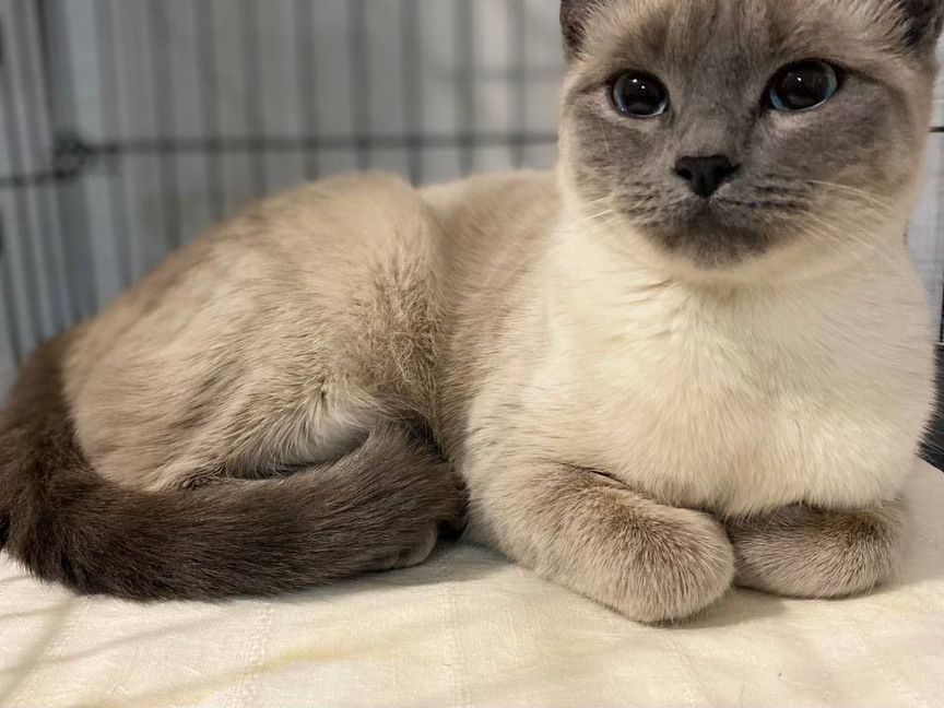 Котишки из приюта ждут человека