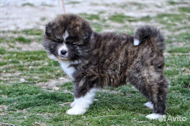 Длинношерстная Акита ину