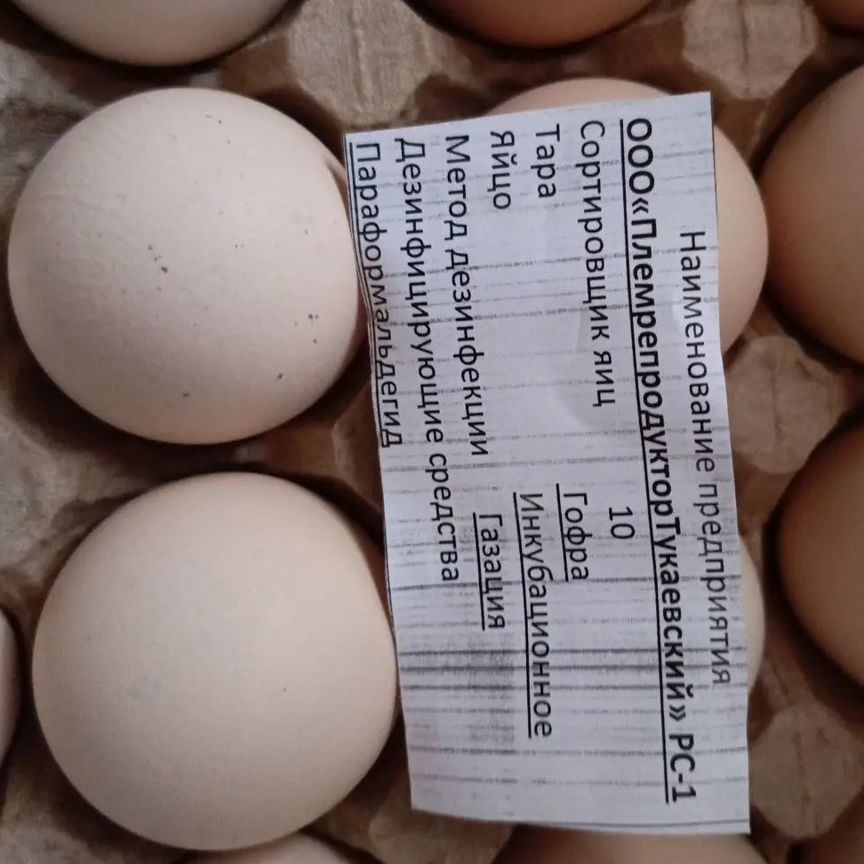 Инкубационное яйцо