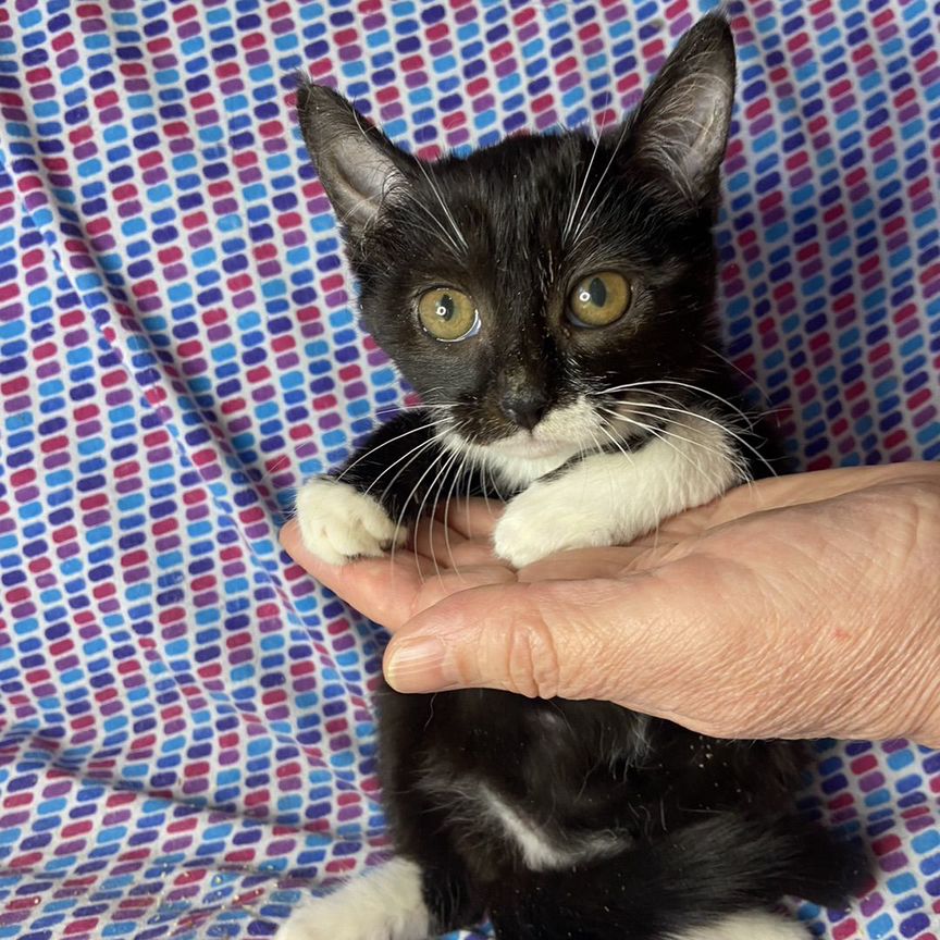 Маленький котеночек хочет домой
