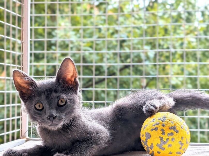 Котенок, в добрые руки