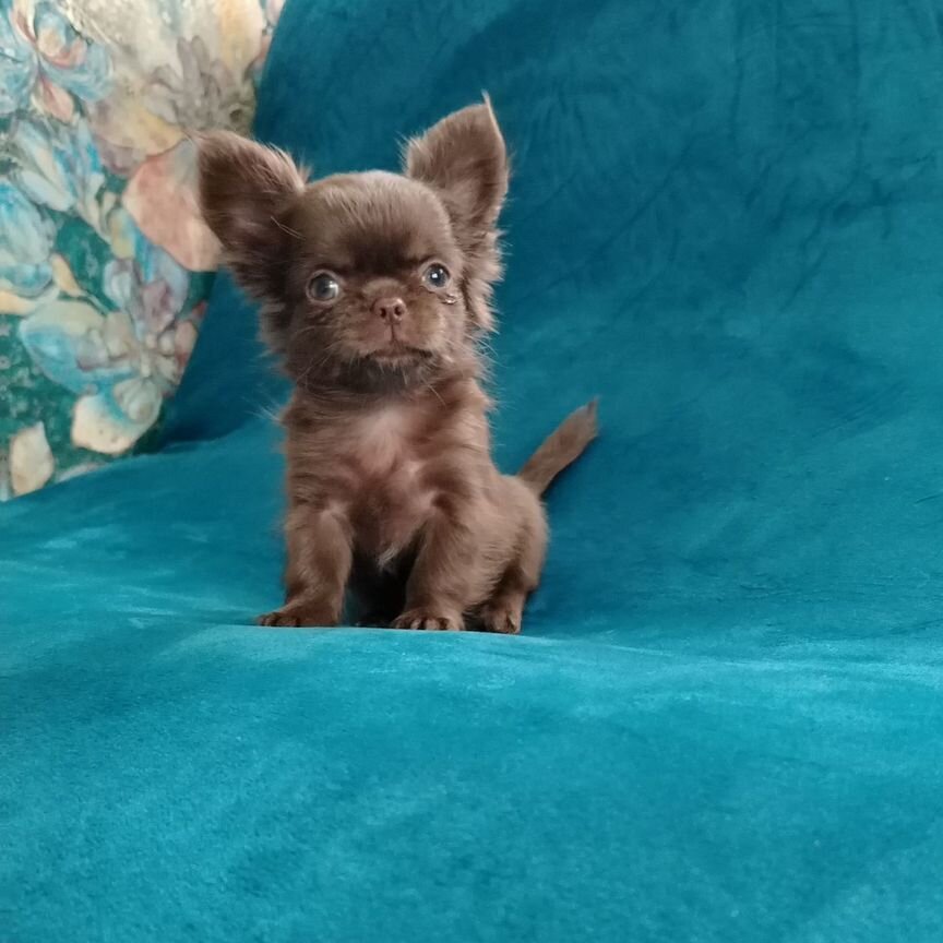 Чихуахуа шоколадный мачо