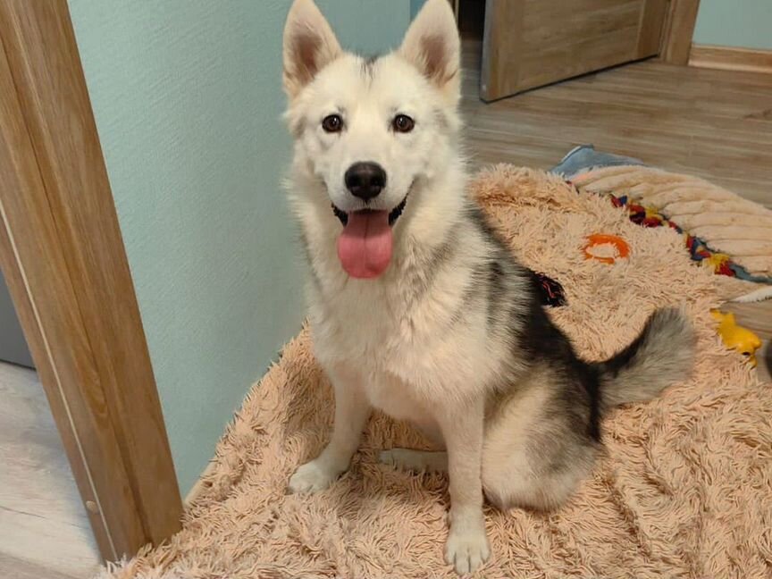 Собака в добрые руки