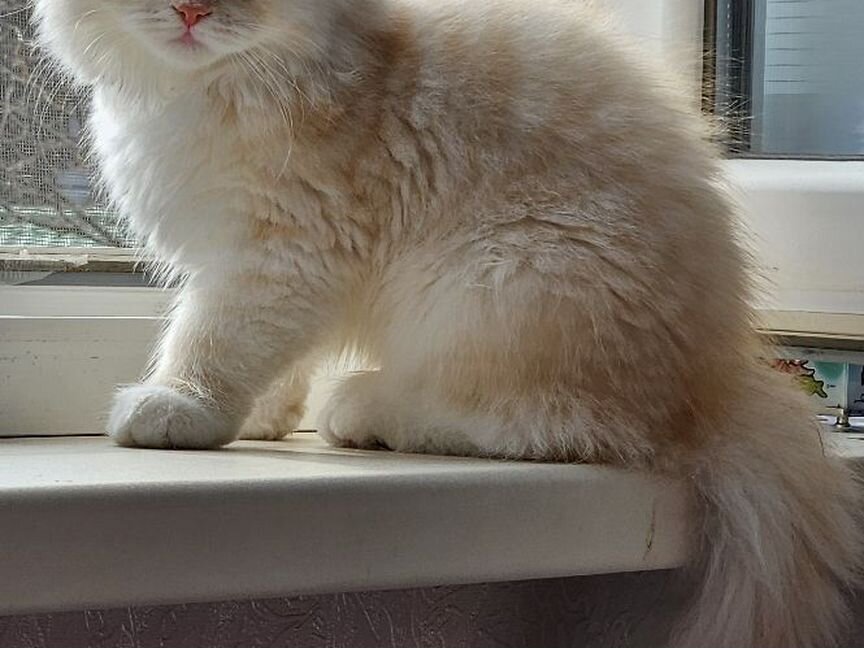 Шотландский котенок