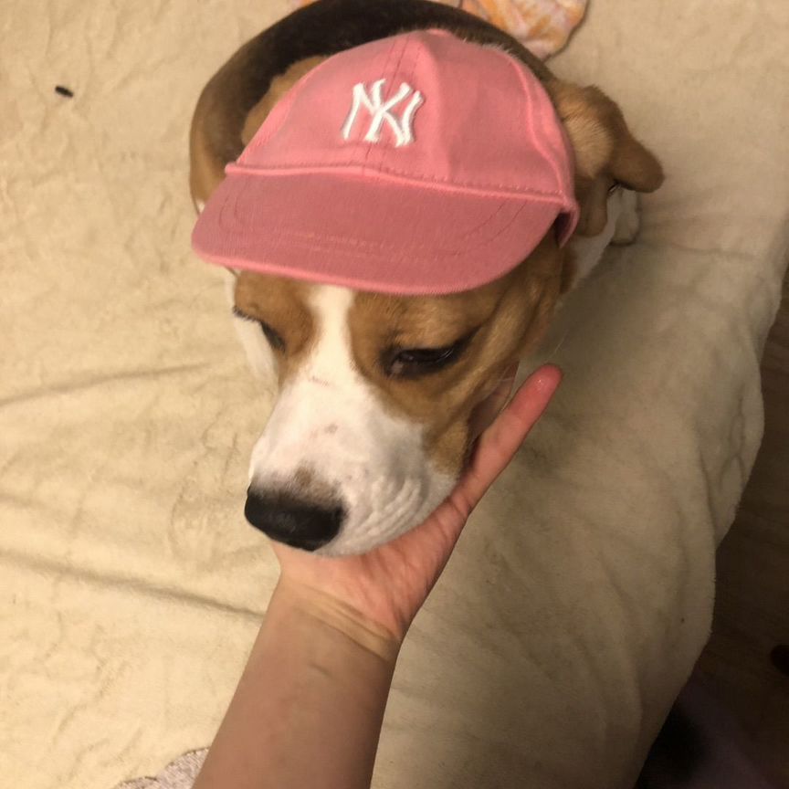 Бигль в добрые руки