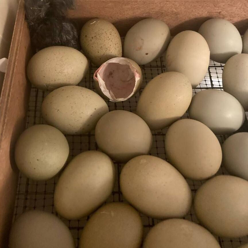 Вывожу цыплят на заказ