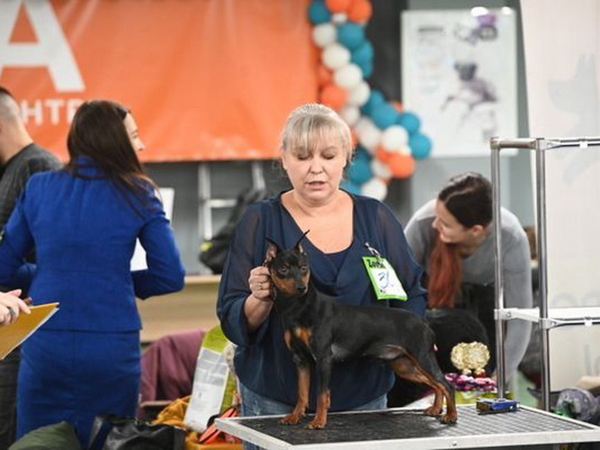 Цвергпинчер подросток