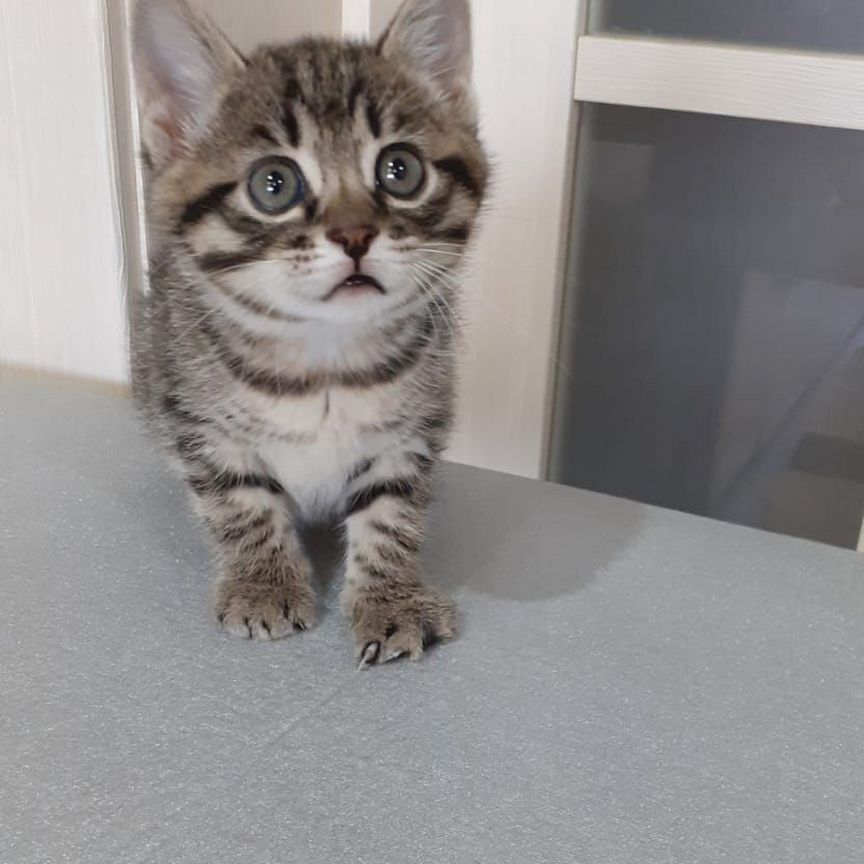 Котик - курильский бобтейл